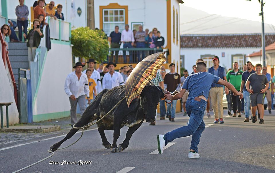 DO MATO PARA O ADRO: O PRINCÍPIO DA TOURADA À CORDA NA ILHA DE JESUS ...