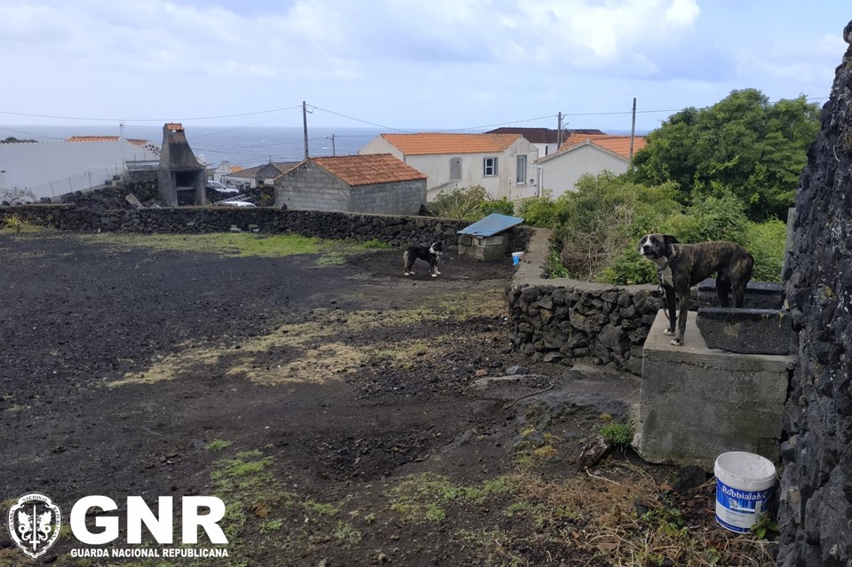 PICO: HOMEM IDENTIFICADO POR MAUS-TRATOS A ANIMAIS DE COMPANHIA – Praia ...